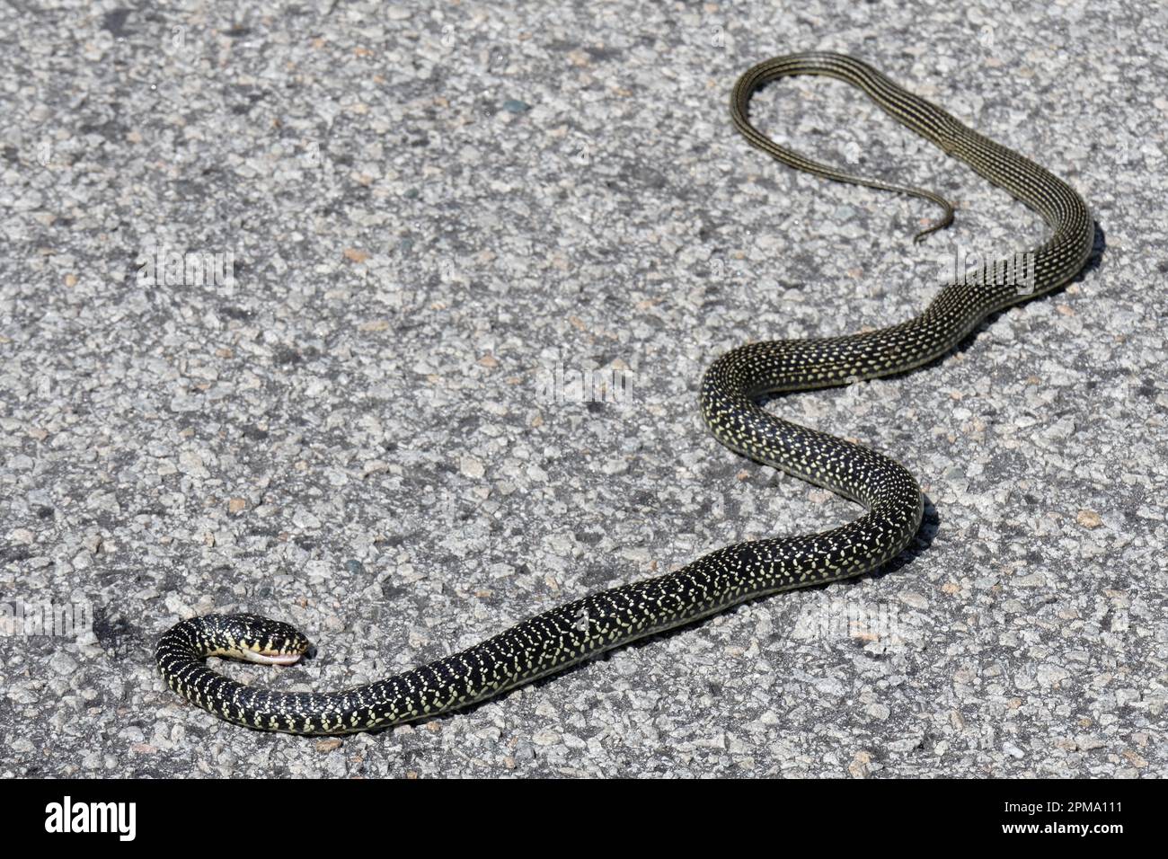 Western Whip Snake (Coluber viridiflavus Stock Photo - Alamy
