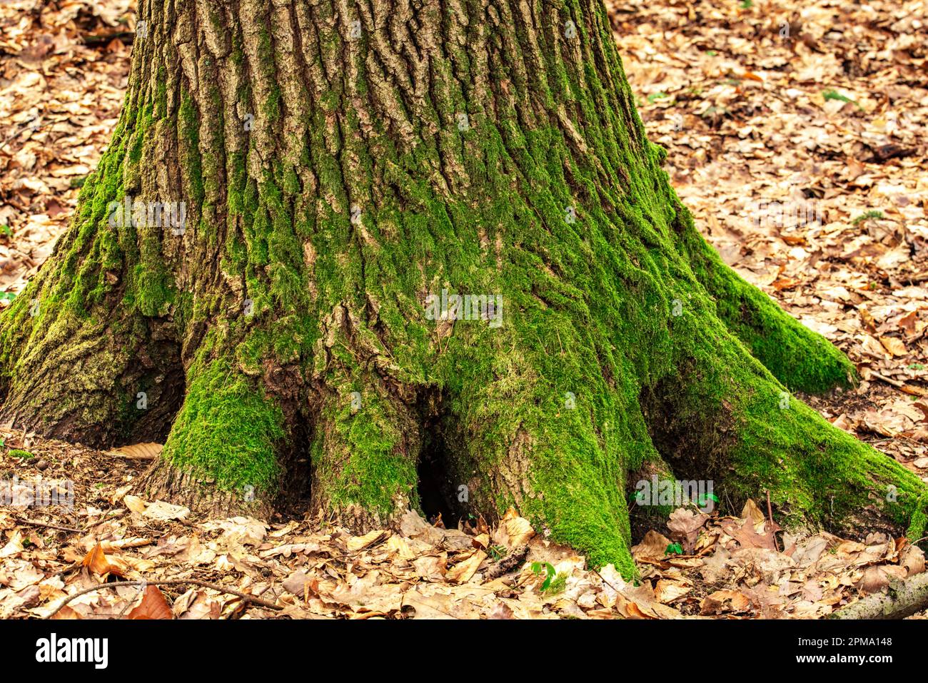 Bork oak tree hi-res stock photography and images - Alamy