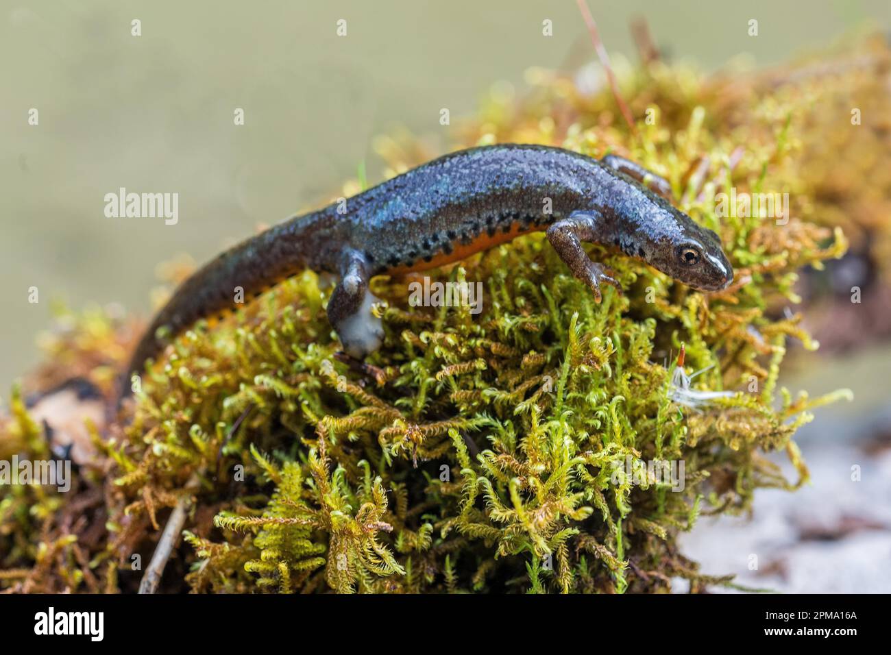 Alpine newt (Triturus alpestris), female Stock Photo - Alamy
