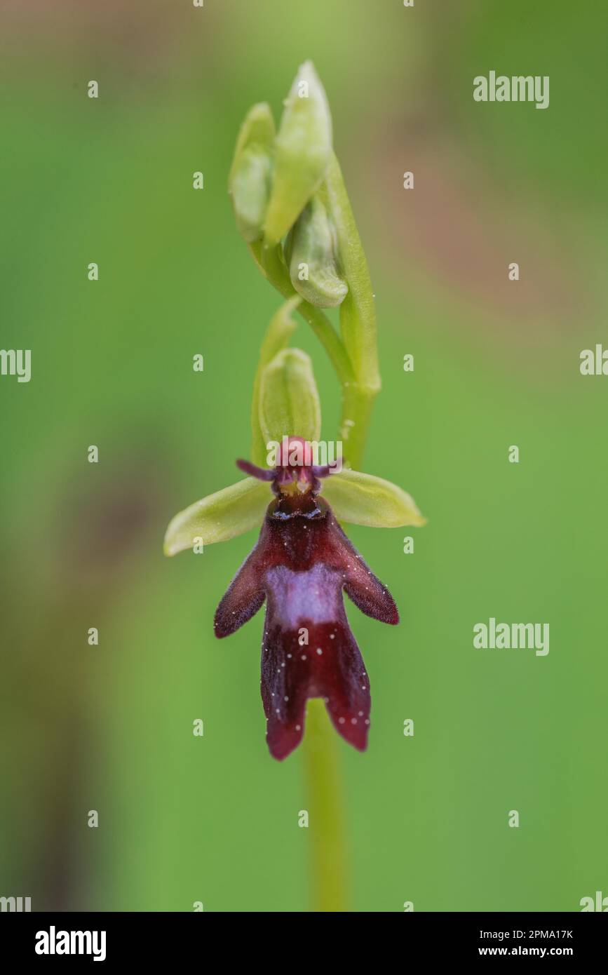 Fly orchid (Ophrys insectifera Stock Photo - Alamy