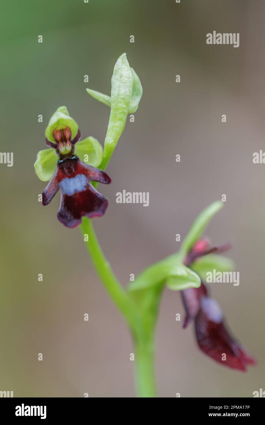 Fly orchid (Ophrys insectifera Stock Photo - Alamy