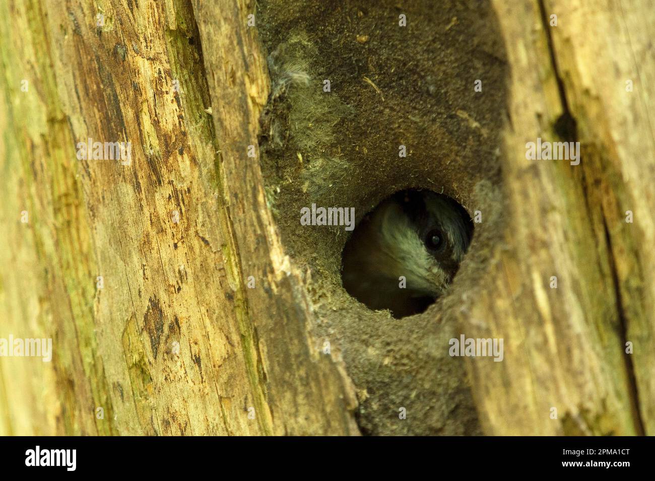 Eurasian nuthatch (Sitta europaea), looking out of breeding cavity ...