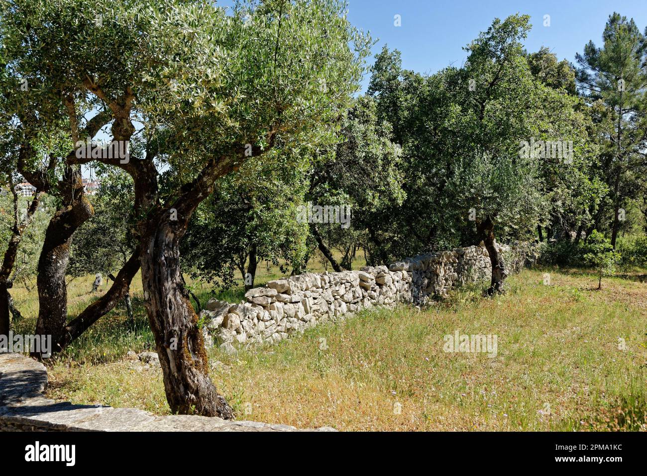 Olive trees (Olea europaea), valinhos, cloister, Fatima, Portugal Stock ...