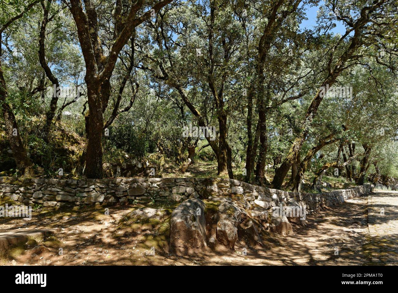 Olive trees (Olea europaea), valinhos, cloister, Fatima, Portugal Stock ...
