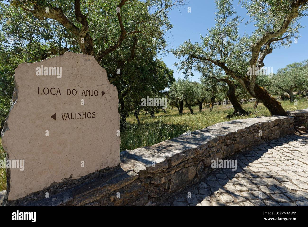 Signpost at the Way of the Cross, Valinhos, Fatima, Olive (Olea ...