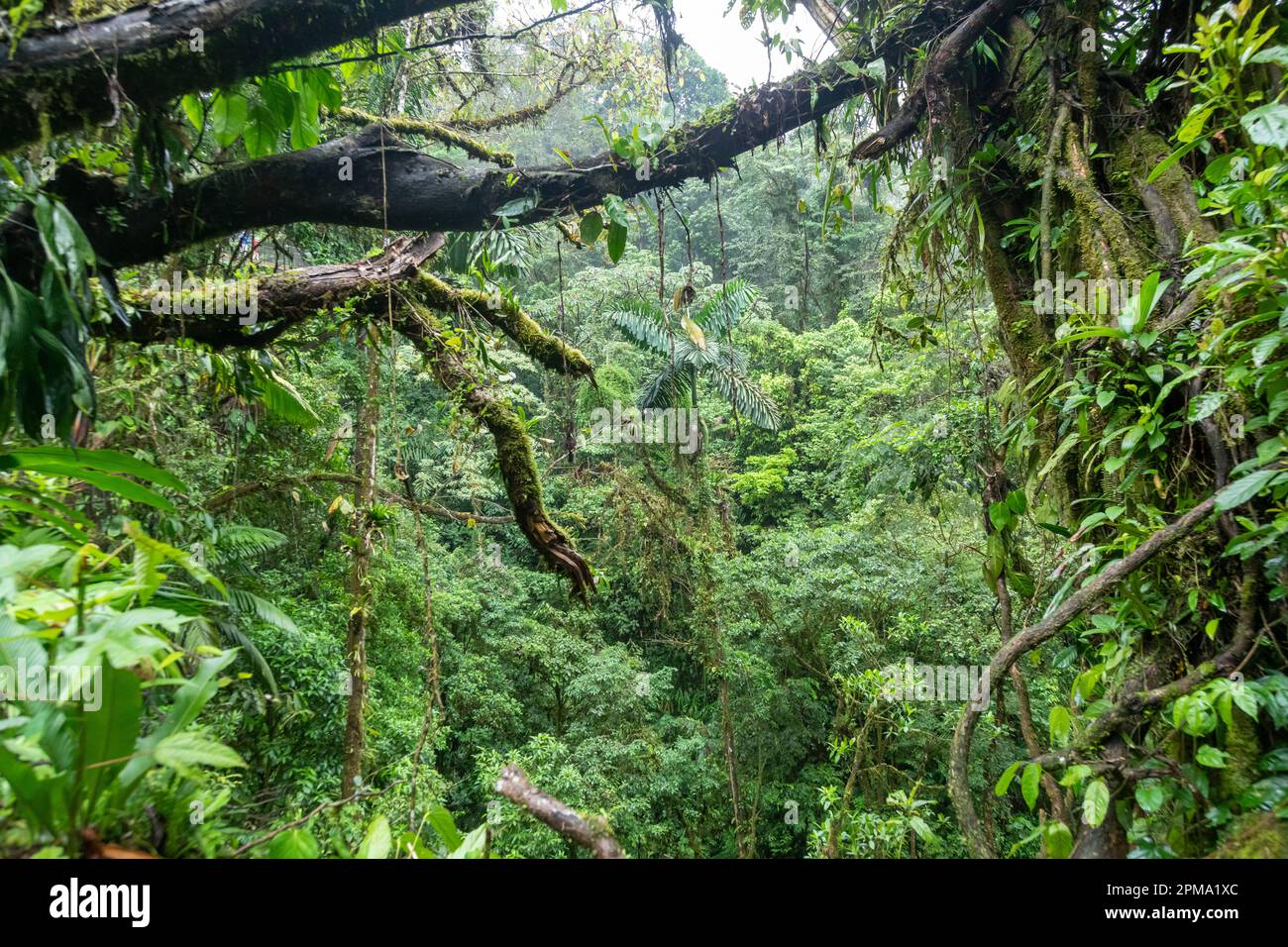 La Fortuna, Costa Rica - Mistico Hanging Bridges Park. The park allows ...