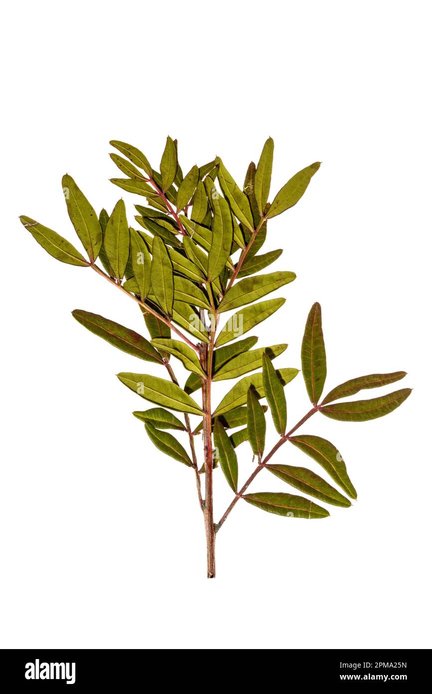 A sprig of a dried herbarium plant on a white background Stock Photo ...