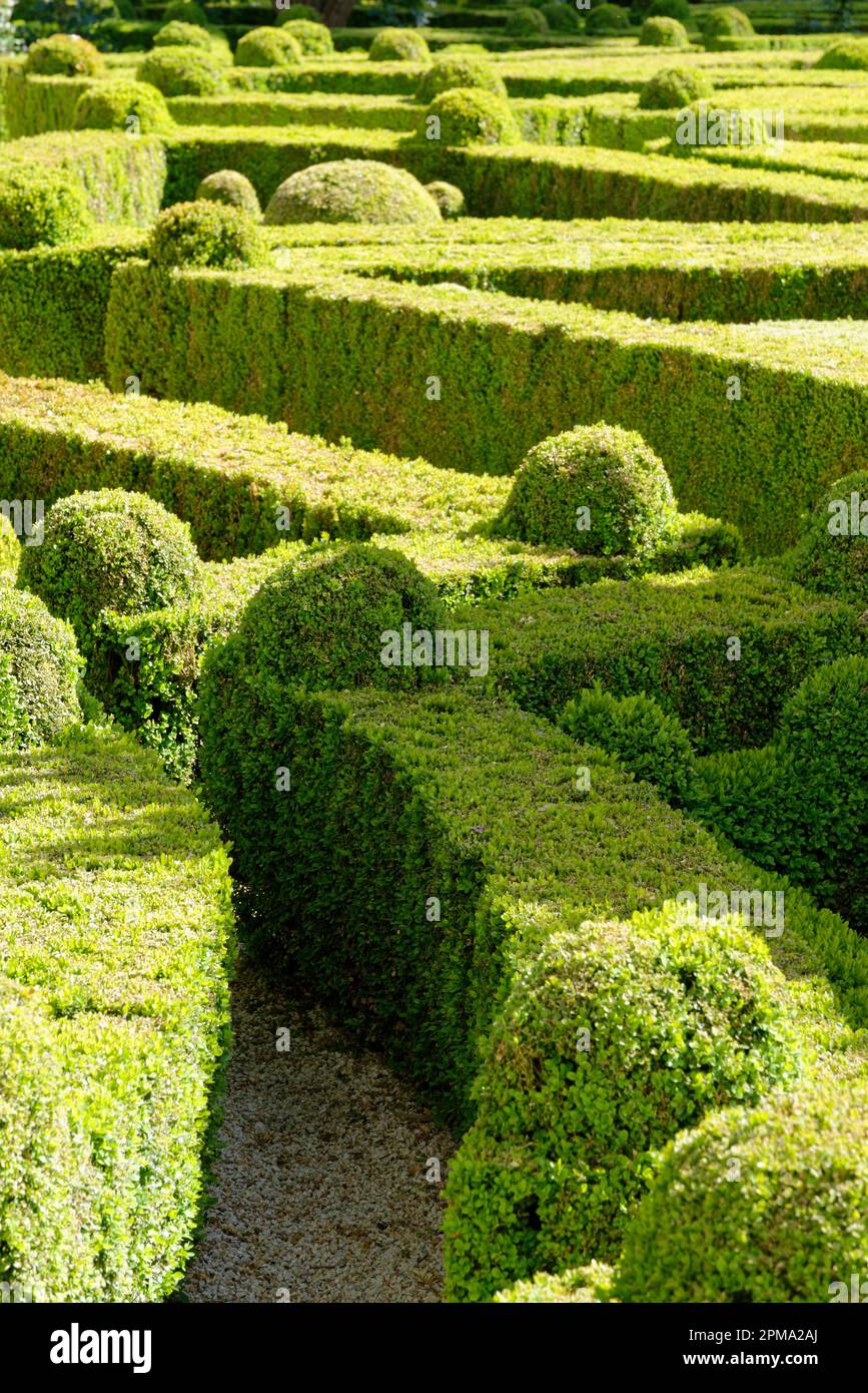 Boxwood (Buxus) hedge, garden in the palace of Mateus, Mateus, near ...