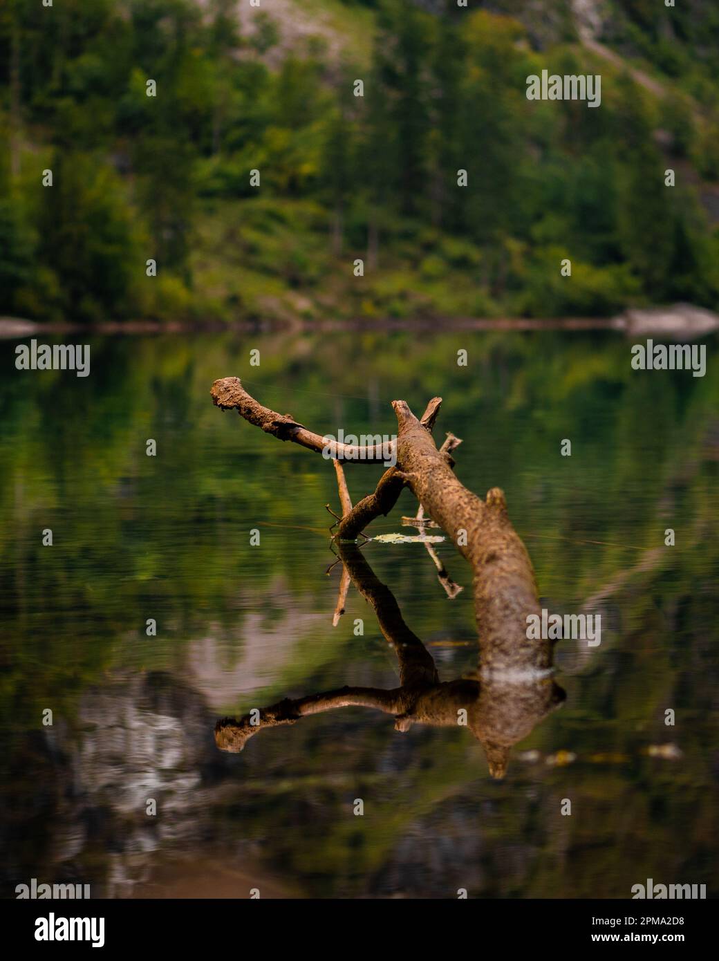 A tree trunk grown in the center of a peaceful lake, creating a ...
