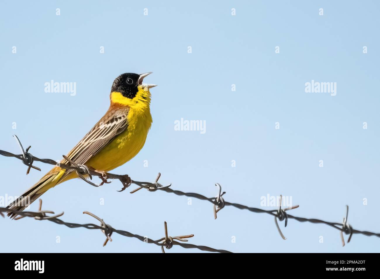 Black-headed bunting or Emberiza melanocephala small yellow signing ...