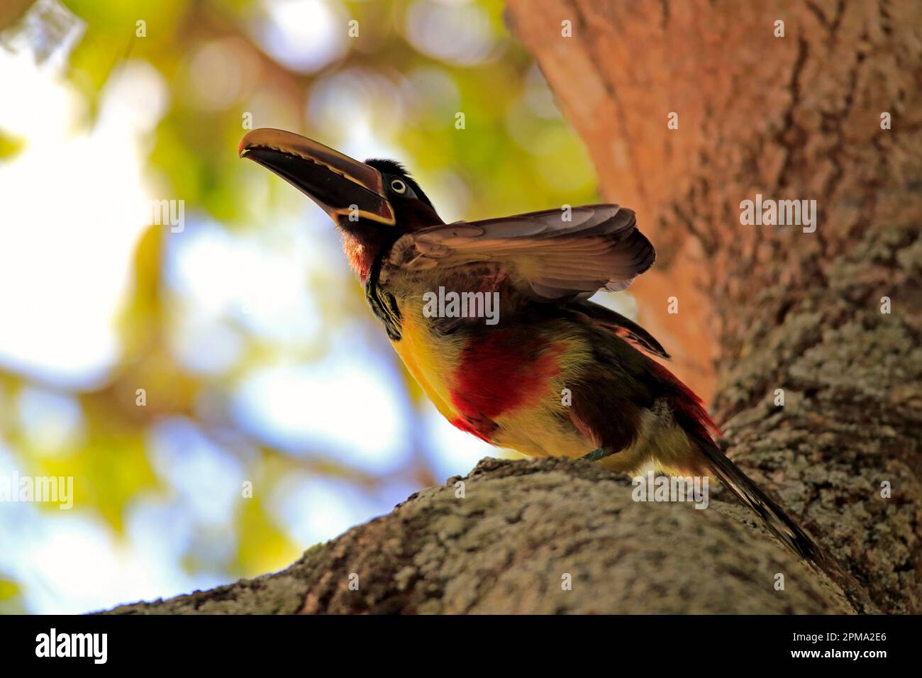 Brown-eared macaw, adult, Pantanal, Mato chestnut-eared aracari ...