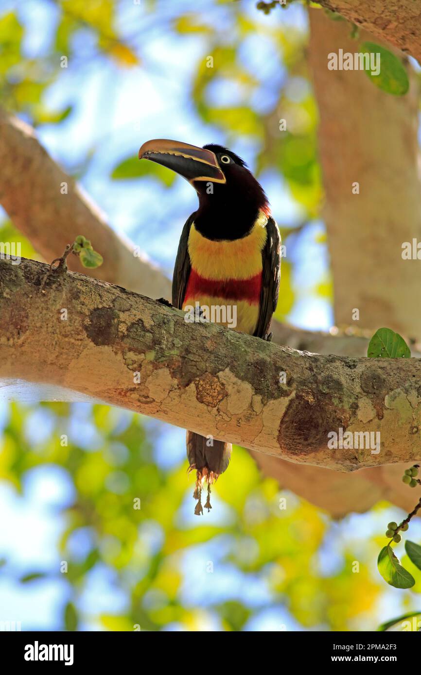 Brown-eared macaw, adult, Pantanal, Mato chestnut-eared aracari ...