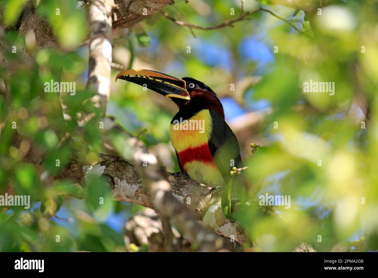 Brown-eared macaw, adult, Pantanal, Mato chestnut-eared aracari ...