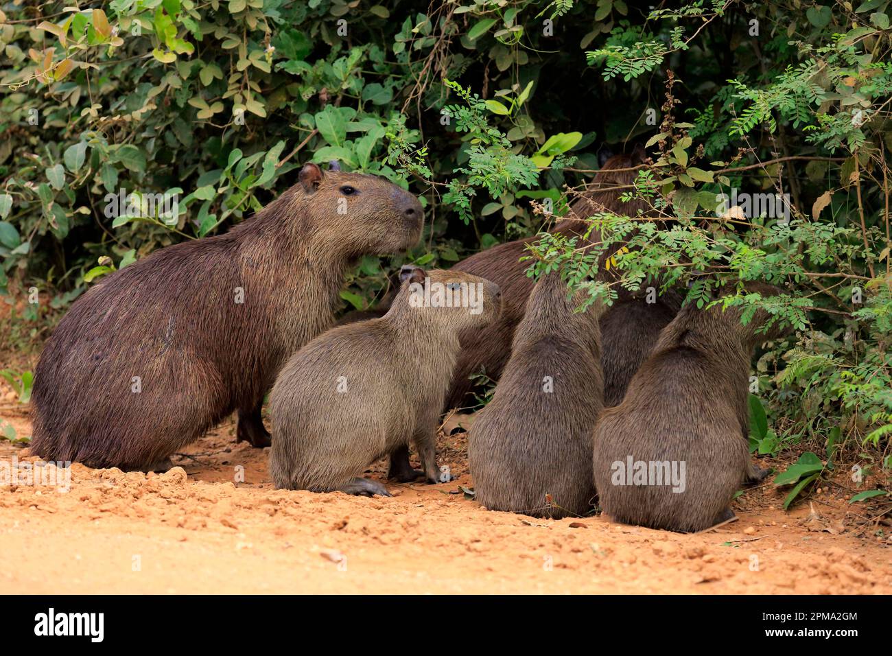 Capybara (Hydrochoerus hydrochaeris), capybara, adult with young on ...