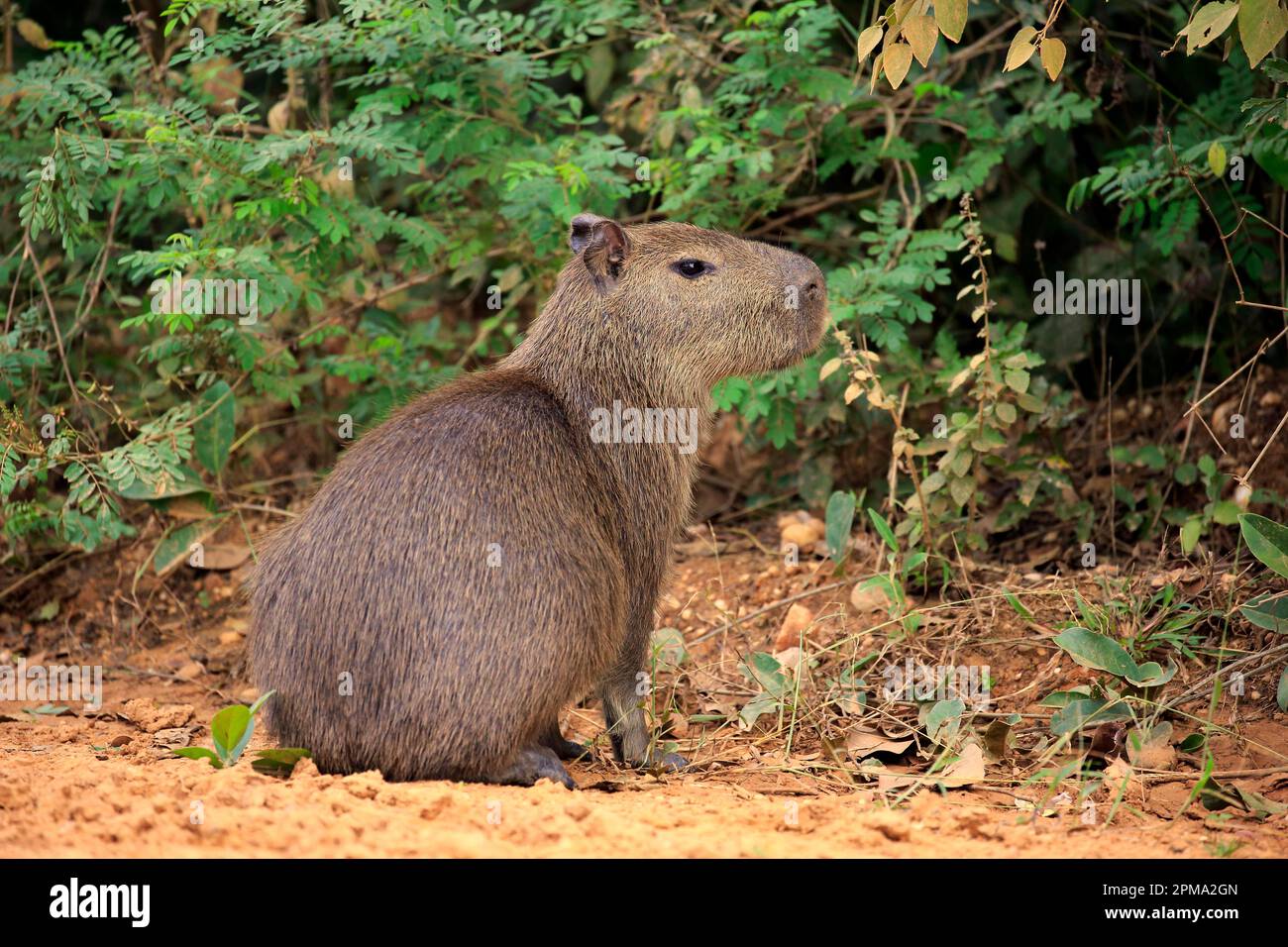 Capybara (Hydrochoerus hydrochaeris), adult on the shore, Pantanal ...