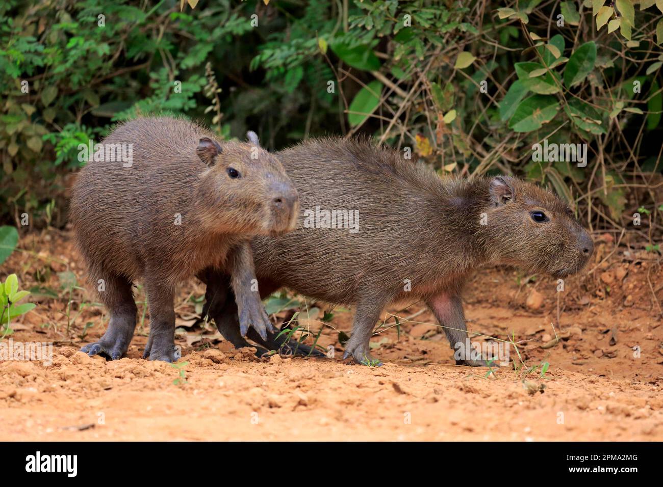 Capybara (Hydrochoerus hydrochaeris), siblings on the bank, juveniles ...