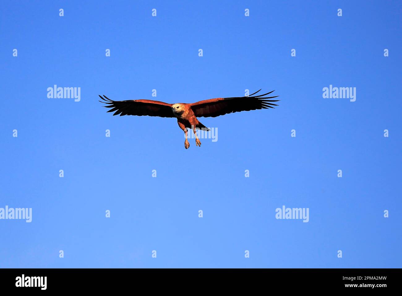 Black-collared hawk (Busarellus nigricollis), Pantanal, Mato Grosso ...