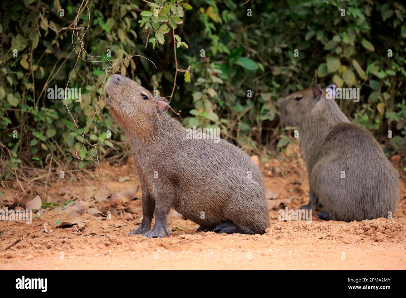 Capybara (Hydrochoerus hydrochaeris), siblings on the bank, juveniles ...
