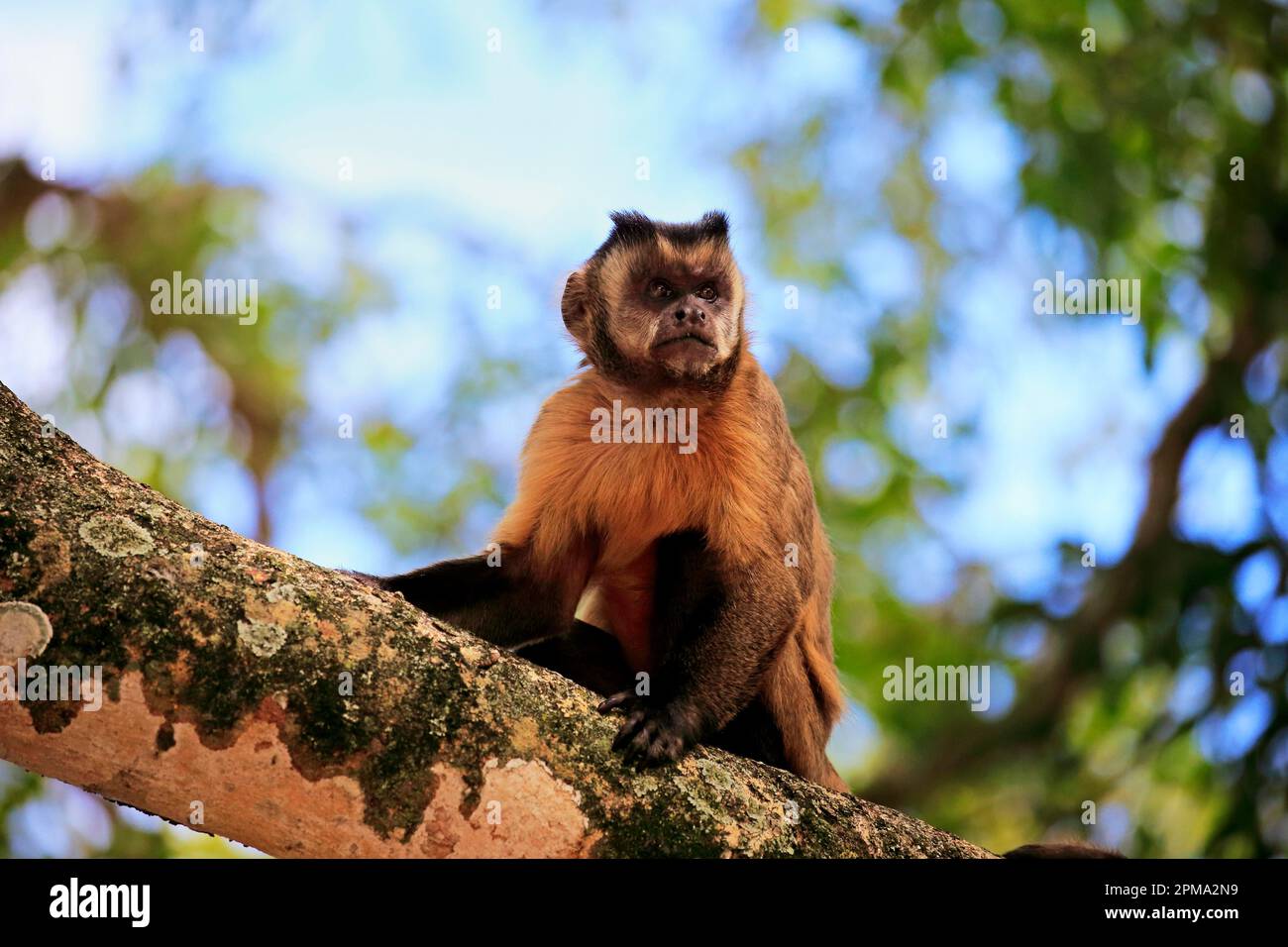 Brown Capuchin, Tufted Capuchin, Black-capped Capuchin (Cebus apella ...