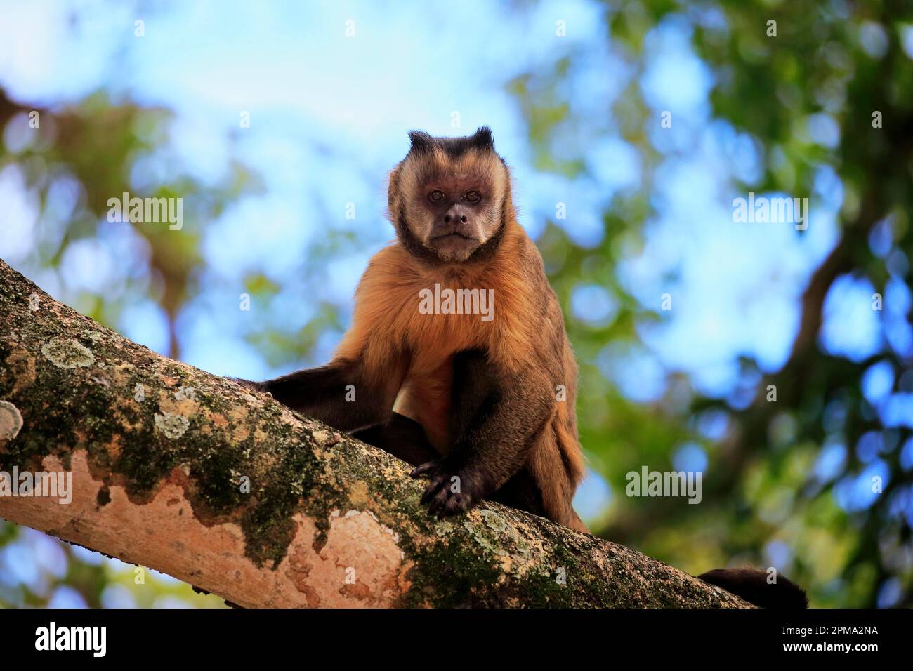 Brown Capuchin, Tufted Capuchin, Black-capped Capuchin (Cebus apella ...