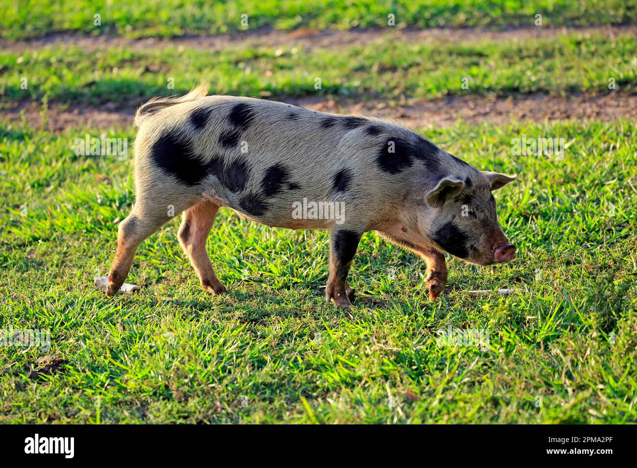 Domestic pig, female, sow, Pantanal, Mato Grosso, Brazil Stock Photo ...