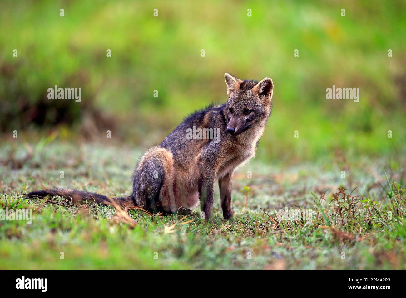 Crab-Eating Fox (Cerdocyon thous), Pantanal, Mato Grosso, Brazil, South ...