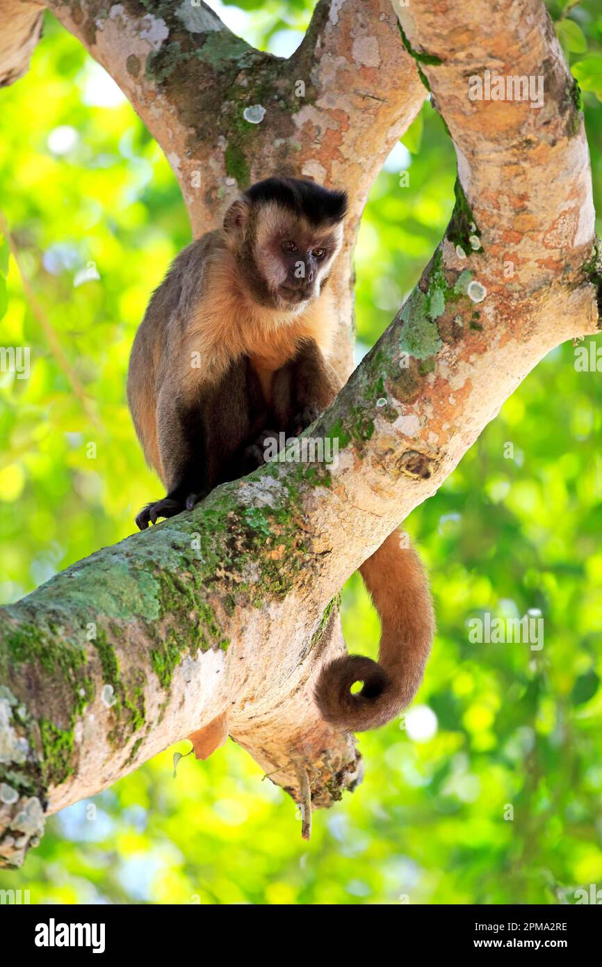 Brown Capuchin, Tufted Capuchin, Black-capped Capuchin (Cebus apella ...