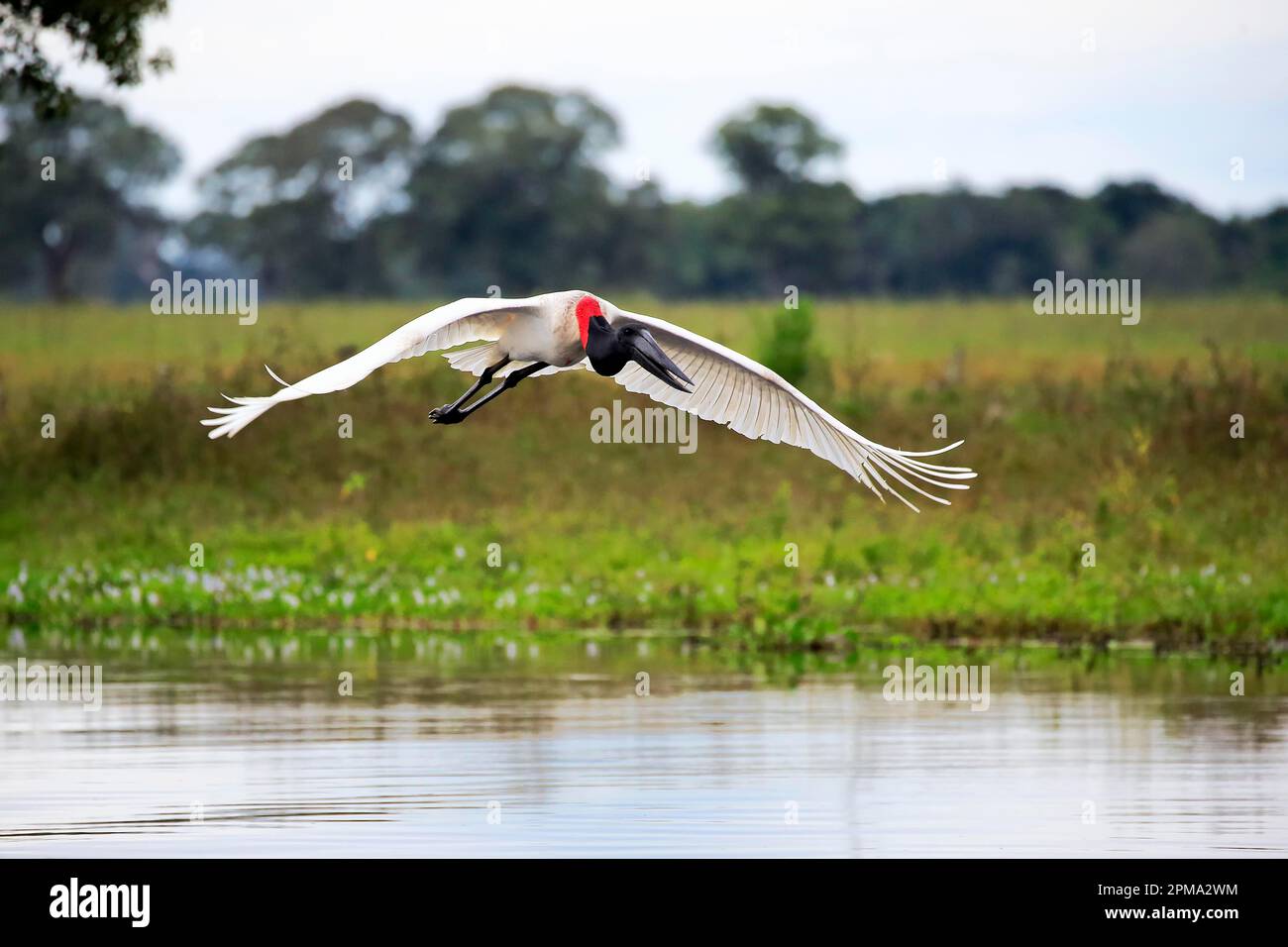 Jabiru (Jabiru mycteria), adult flying, Pantanal, Mato Grosso, Brazil ...