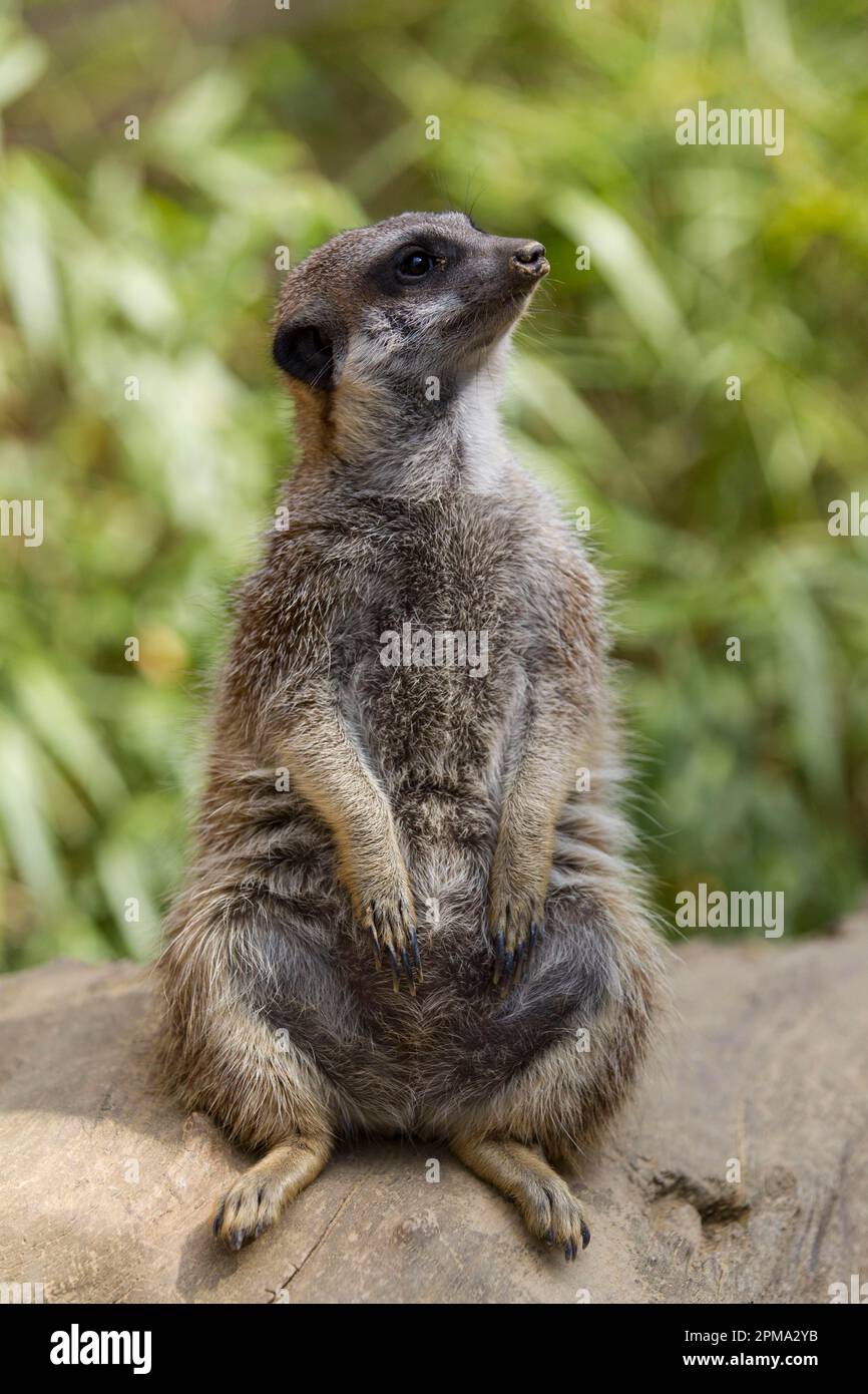 Female meerkat hi-res stock photography and images - Alamy