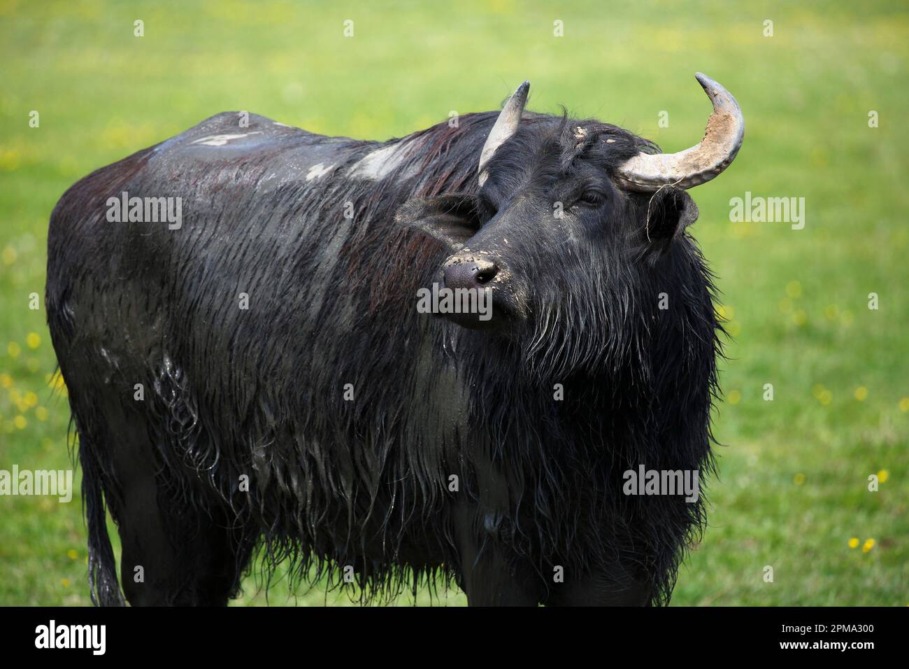 Hungarian buffalo hi-res stock photography and images - Alamy