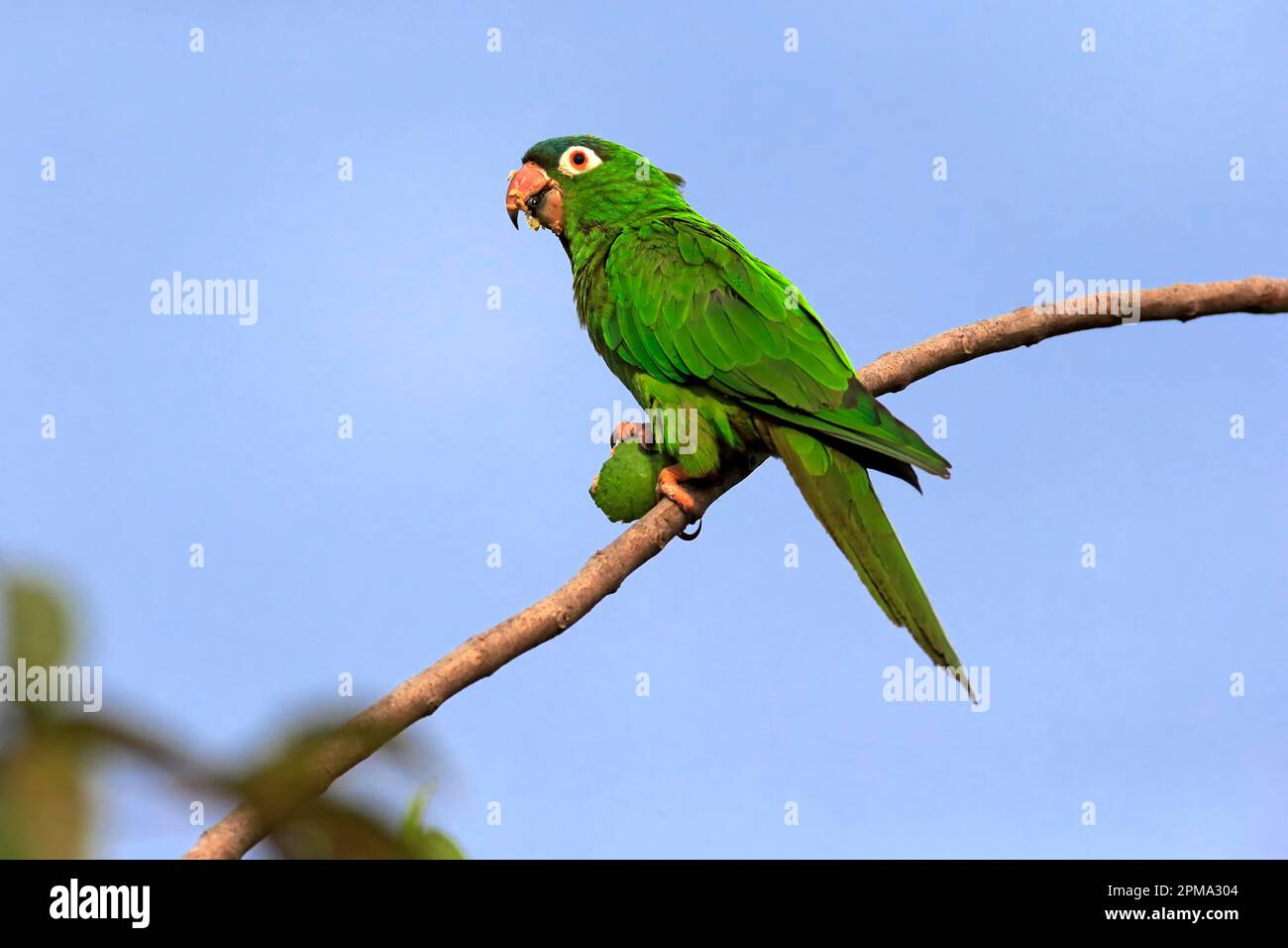 Sharp-tailed Parakeet, adult on tree eating fruit, fig, Pantanal, Mato ...