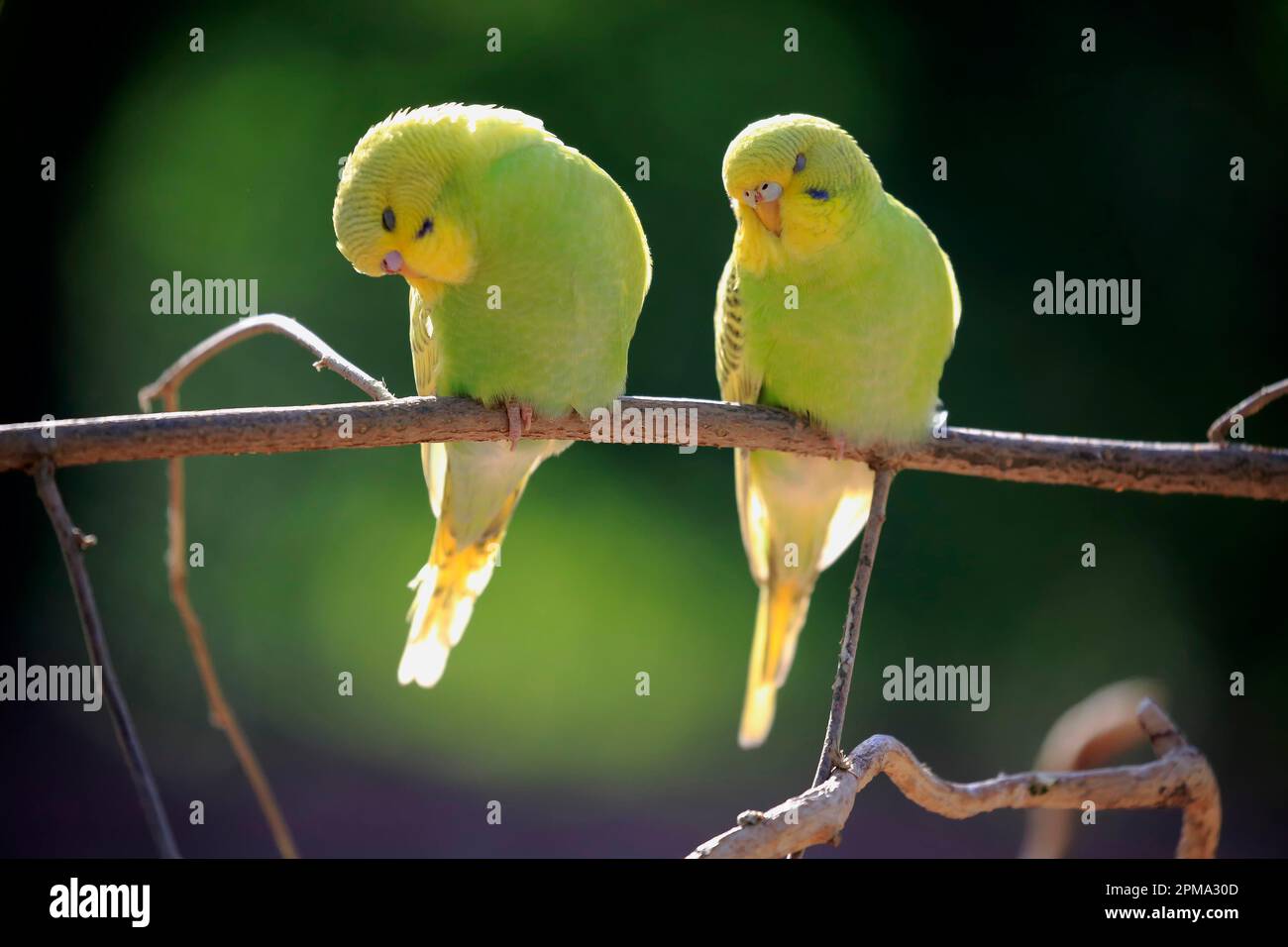Budgerigar (Melopsittacus undulatus), Australia Stock Photo - Alamy