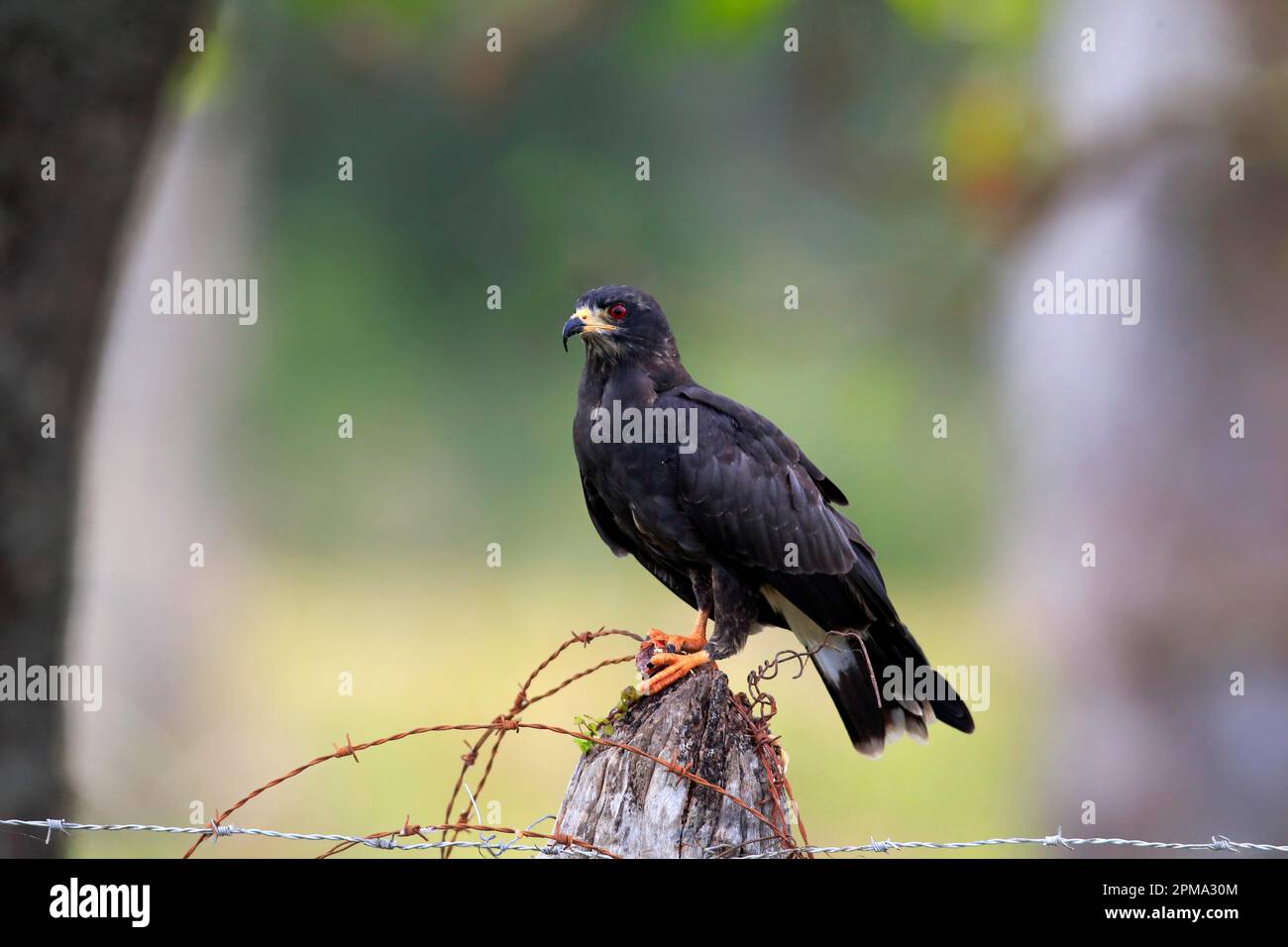 Snail kite (Rostrhamus sociabilis), adult on standby, Pantanal, Mato ...