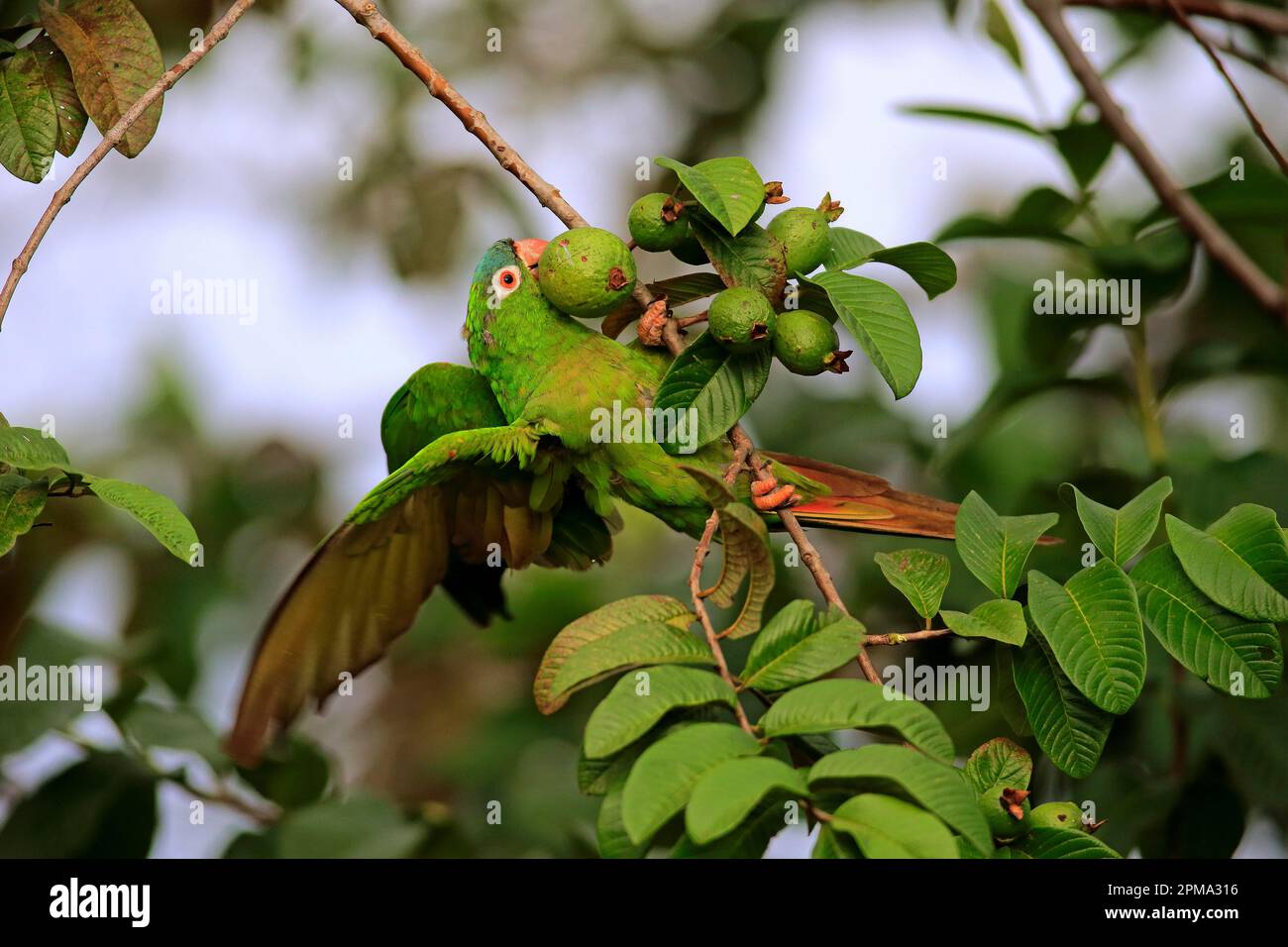 Sharp-tailed Parakeet, adult on tree eating fruit, fig, Pantanal, Mato ...