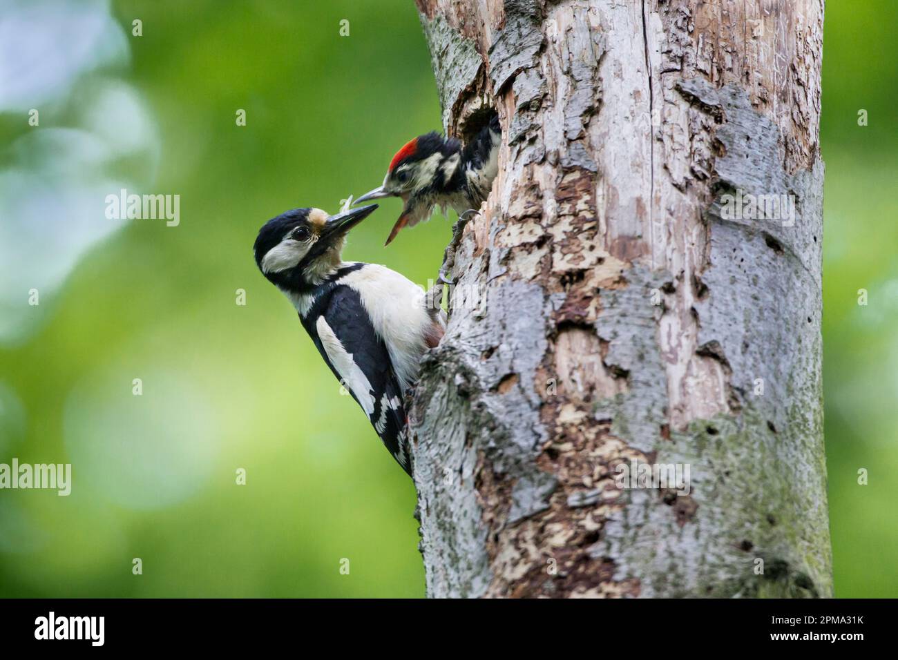 Great spotted woodpecker (Dendrocopos major) with young bird at the ...