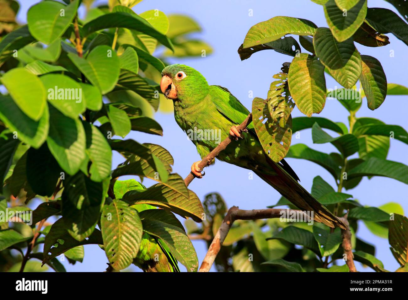 Sharp-tailed Parakeet, adult on tree, Pantanal, Mato Grosso ...