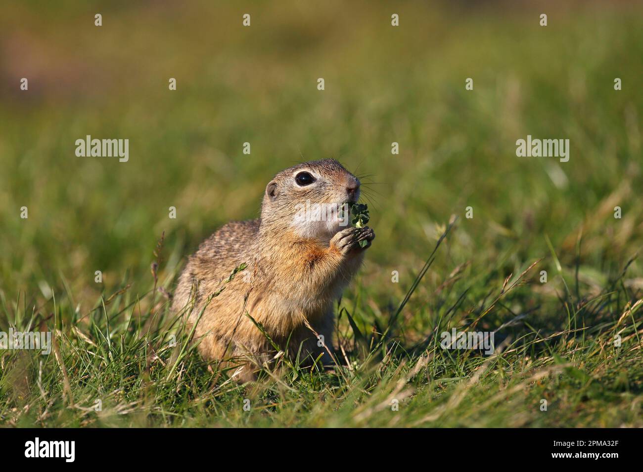 European gopher (Spermophilus citellus), Balaton Uplands National Park ...
