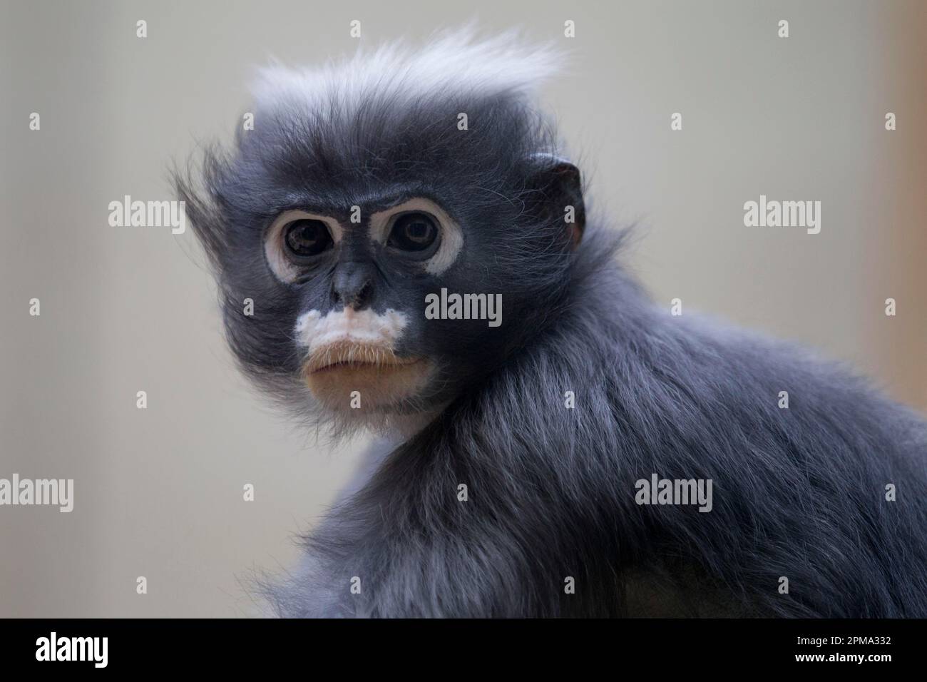 Spectacled langur (Presbytis obscura Stock Photo - Alamy