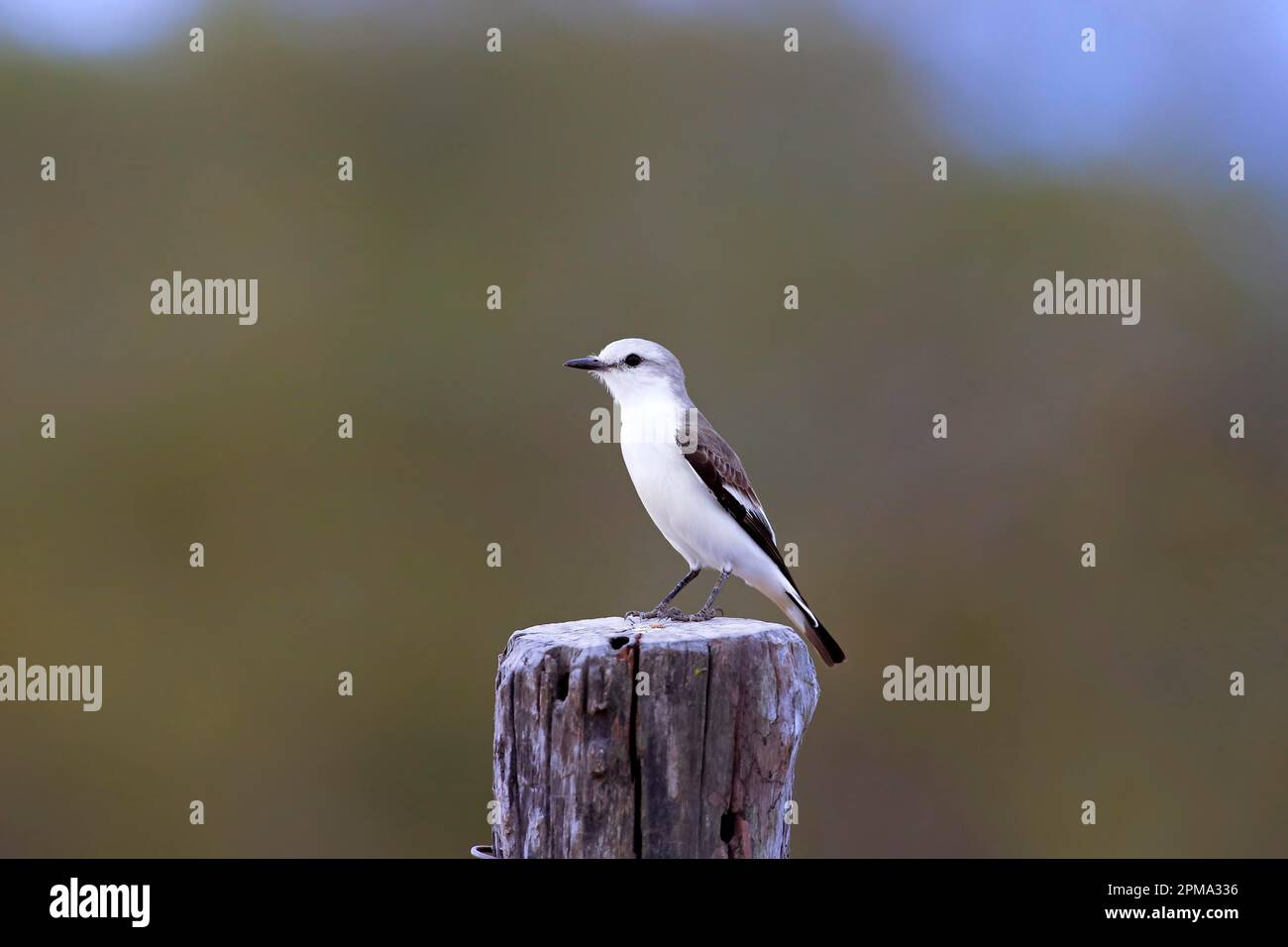 White-rumped monjita (Xolmis velatus), adult on standby, Pantanal, Mato ...