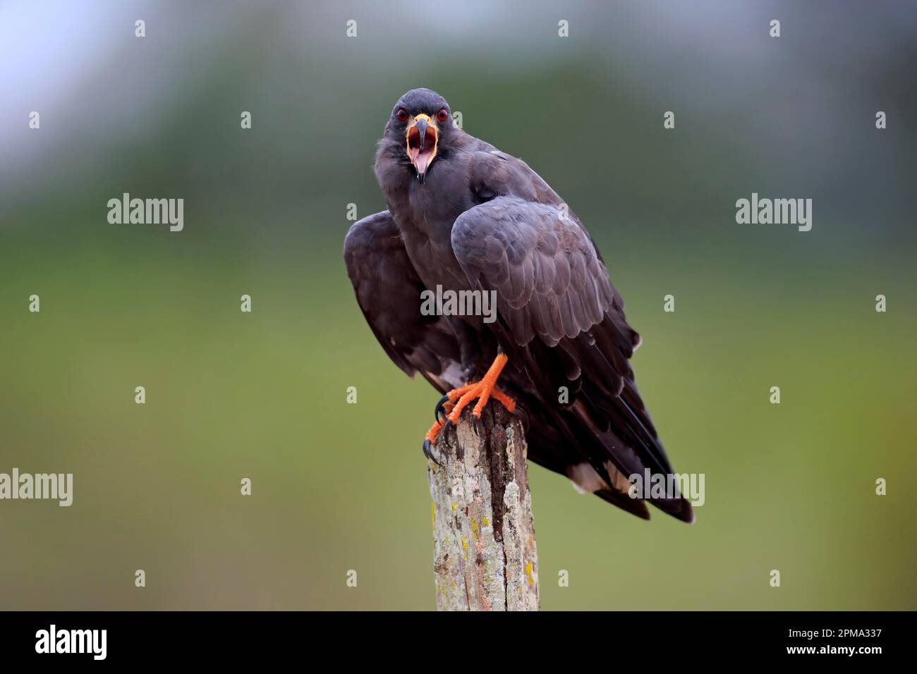 Snail kite (Rostrhamus sociabilis), adult calling on a perch line ...