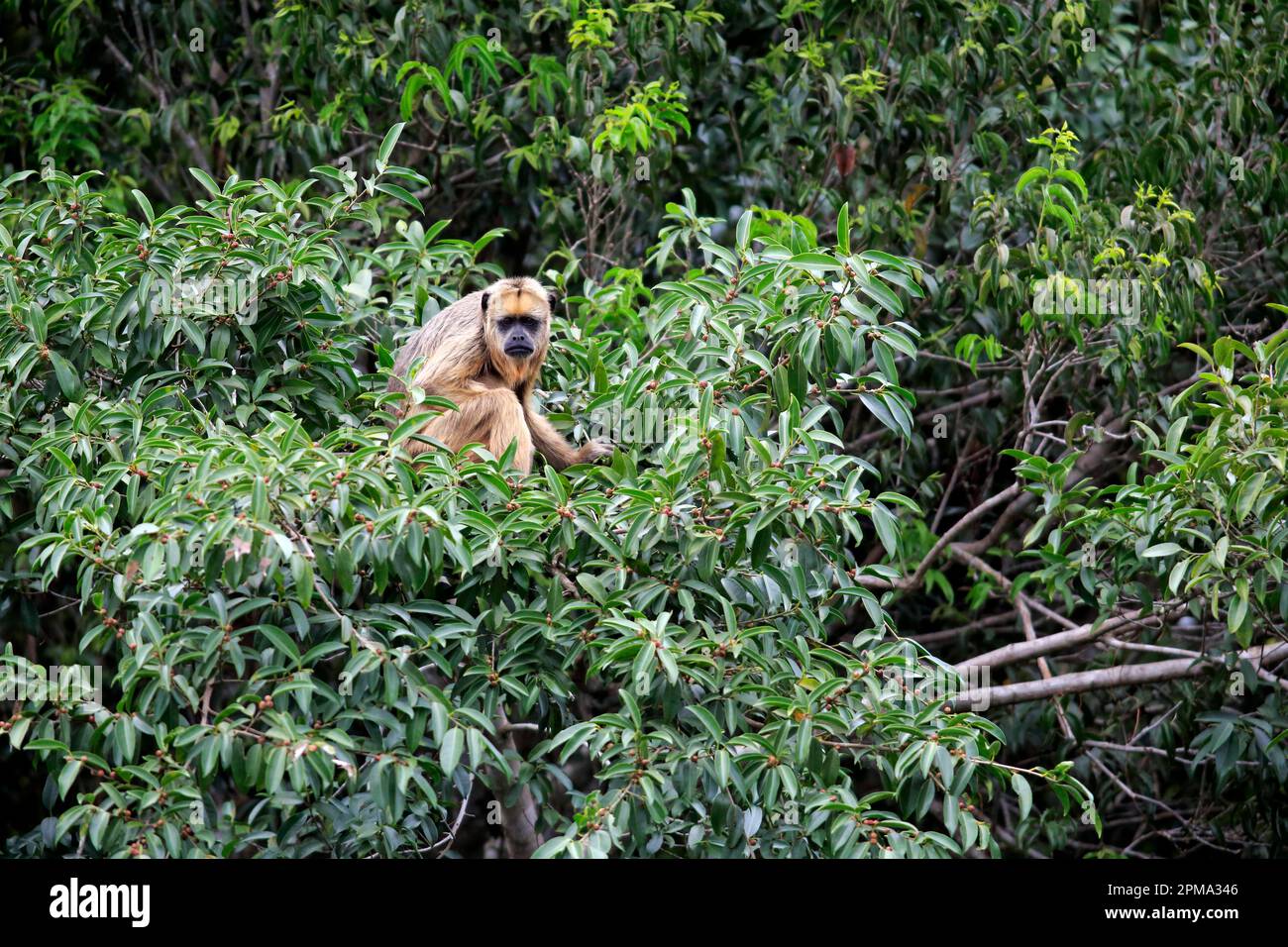 Black Howler (Alouatta caraya) Monkey, adult female on tree searching ...
