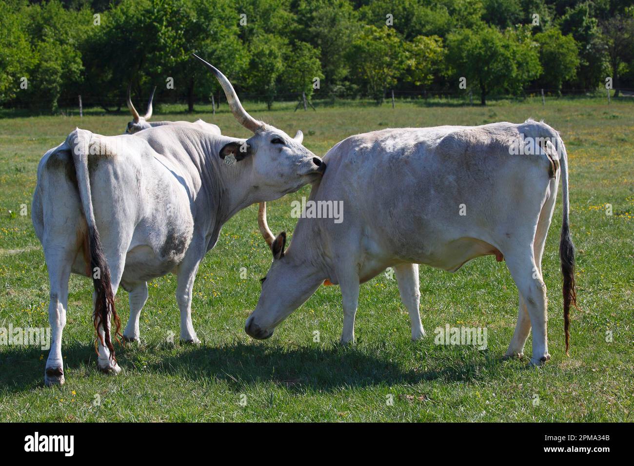 Hungarian steppe cattle, cows, Hungary Stock Photo - Alamy