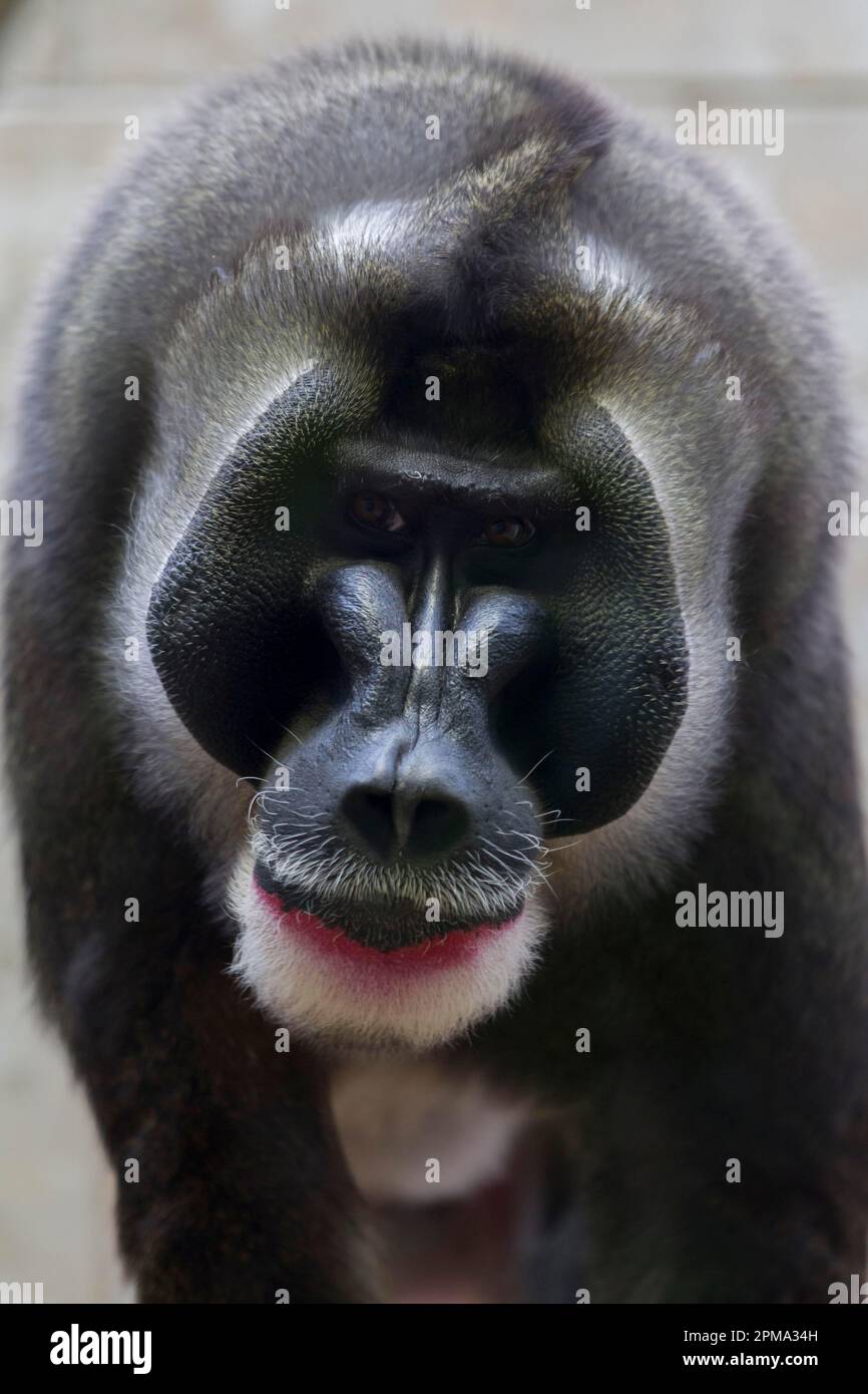Monkey tool animal hi-res stock photography and images - Alamy