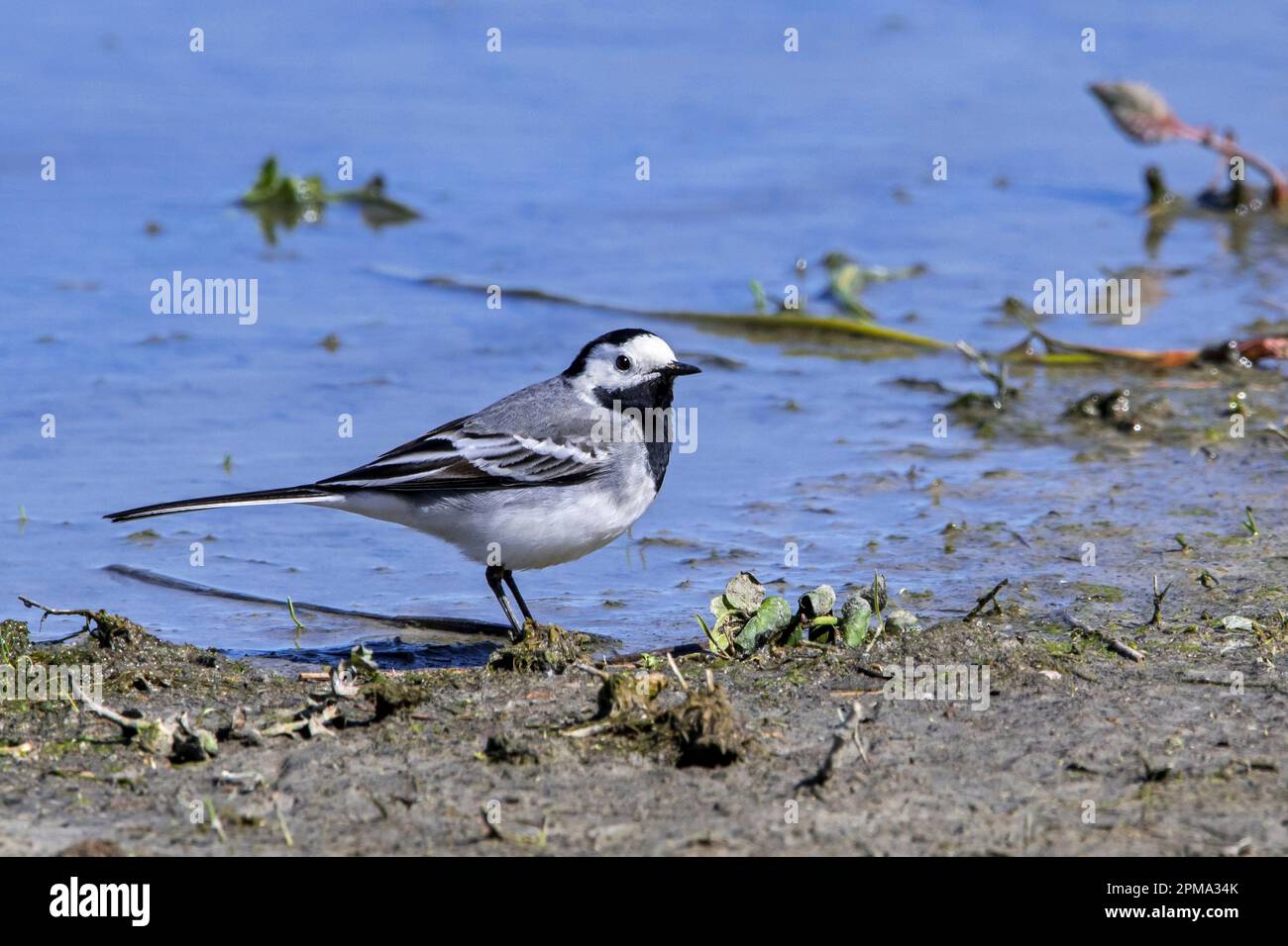 White wagtail (Motacilla alba alba) foraging for aquatic insects in the ...