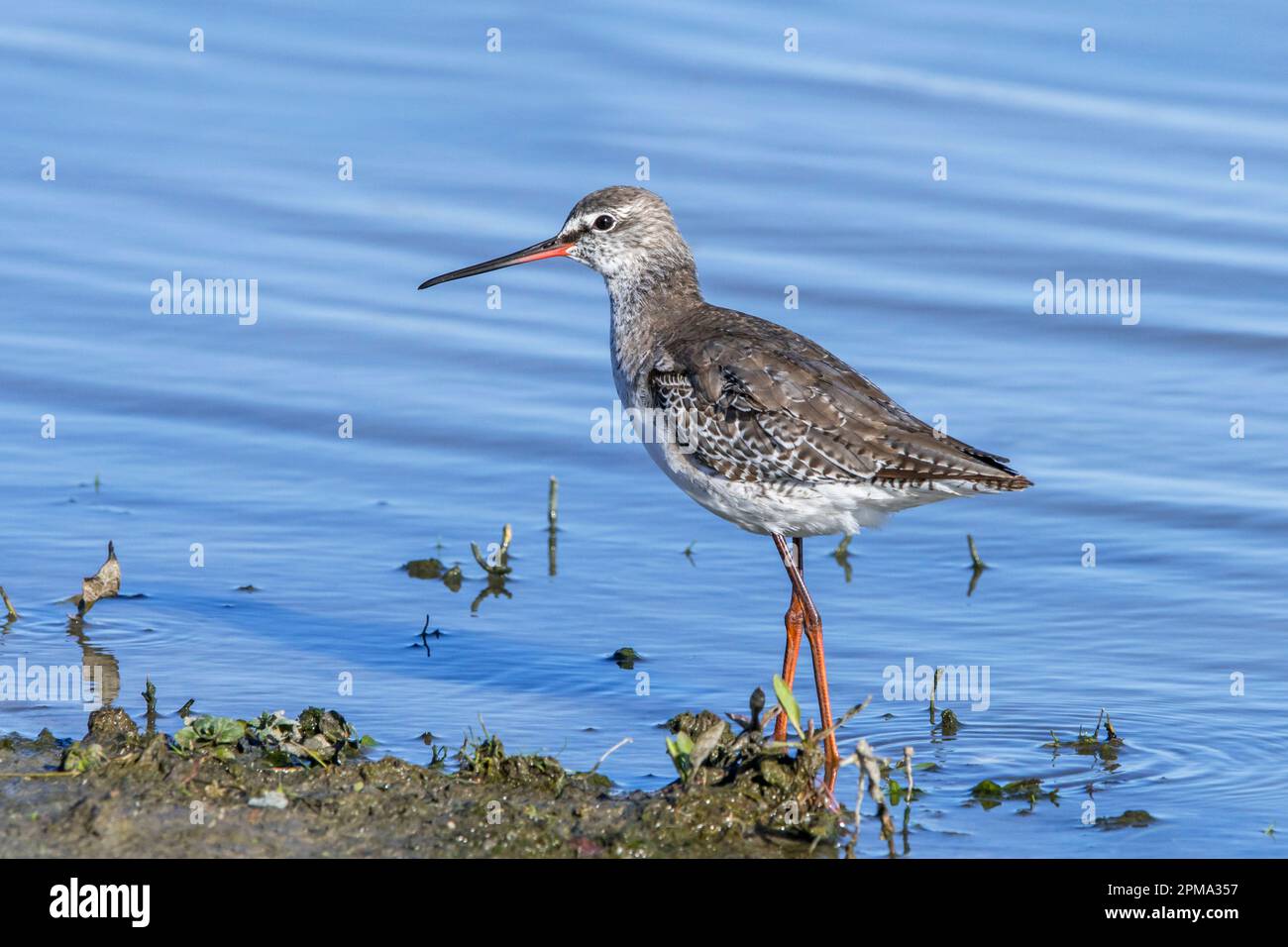 Spotted redshank (Tringa erythropus) in non-breeding plumage foraging ...