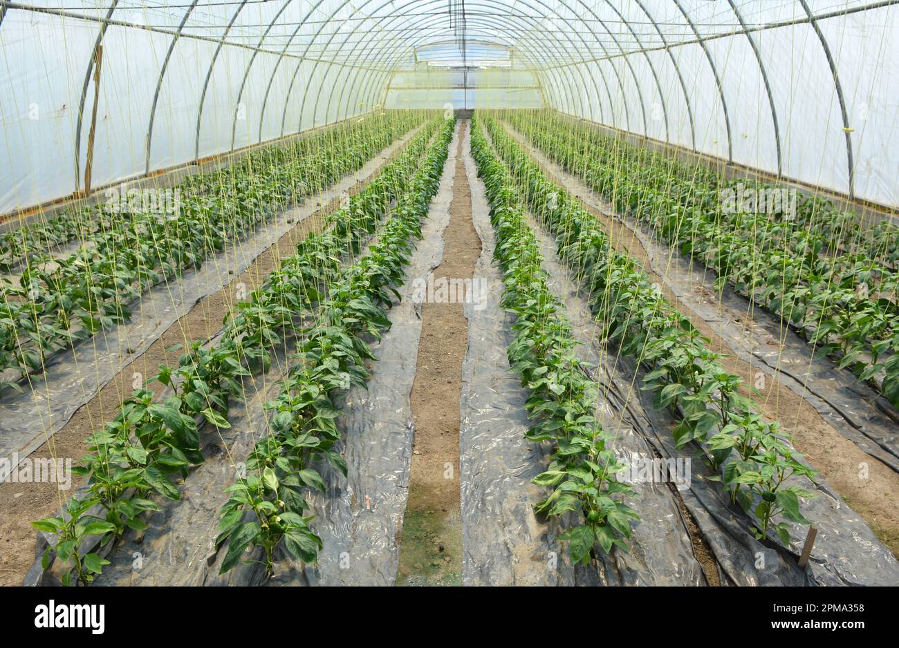 Greenhouse where vegetables are grown in organic soil Stock Photo - Alamy