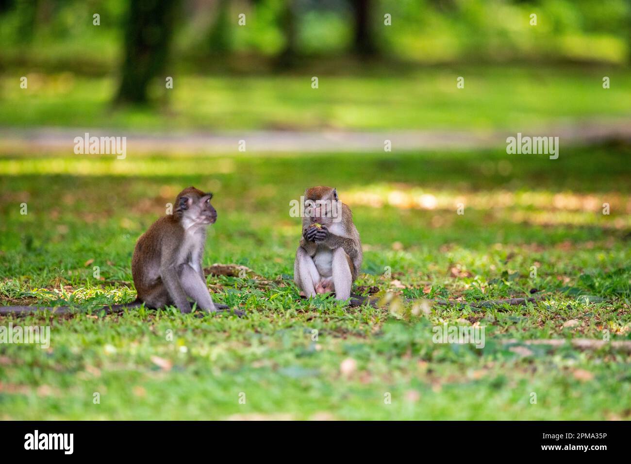 Long tailed macaque eating fruit in coastal park, Singapore Stock Photo ...