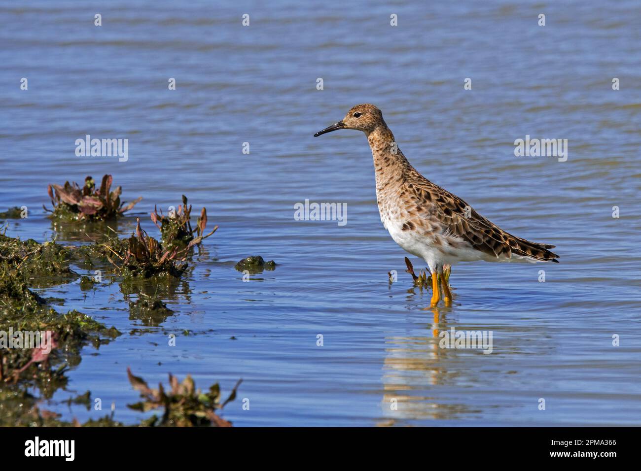 Ruff (Calidris pugnax / Philomachus pugnax) female foraging for aquatic ...