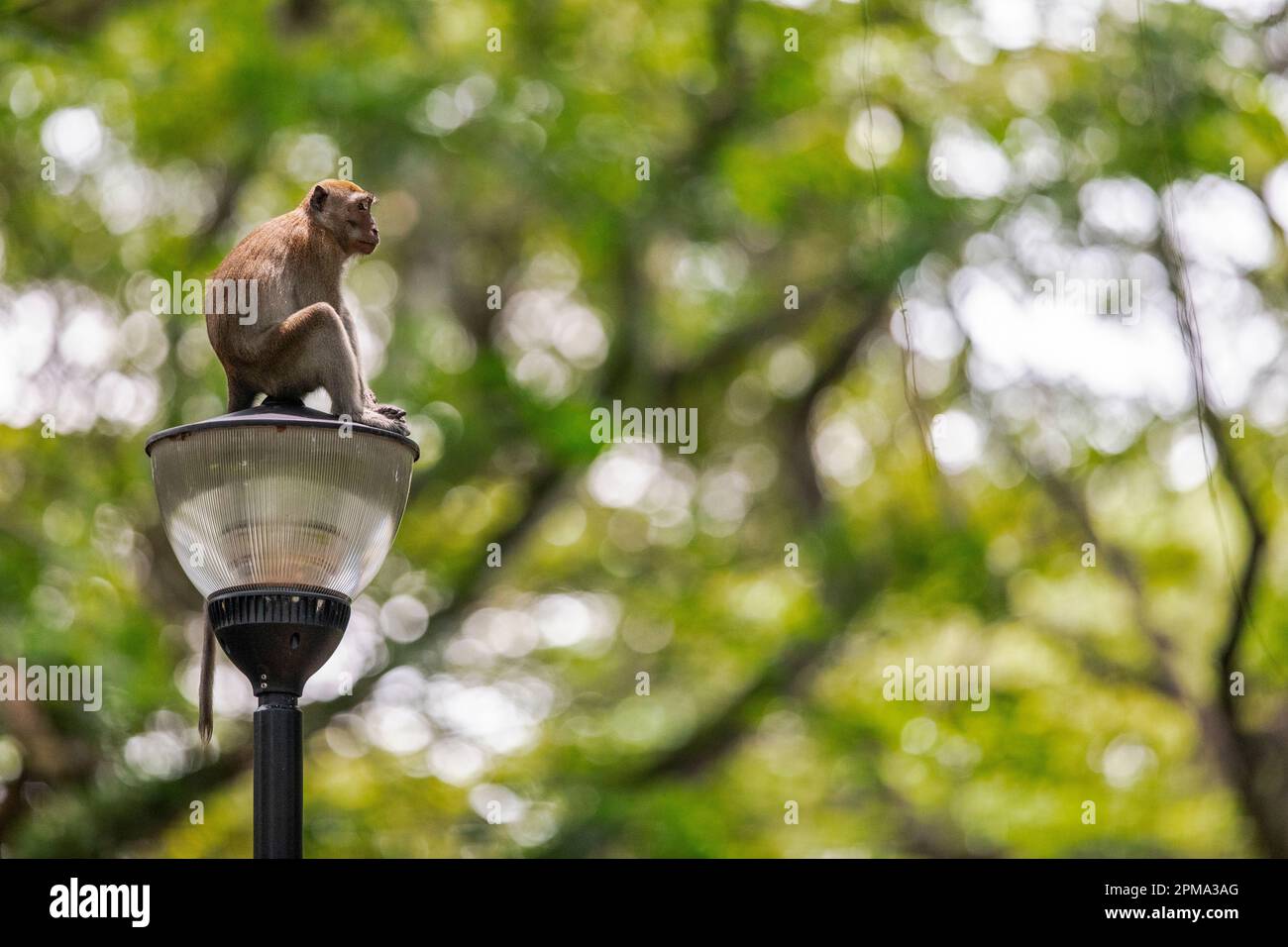 Long tailed macaque sitting on a lamp post in coastal park, Singapore ...