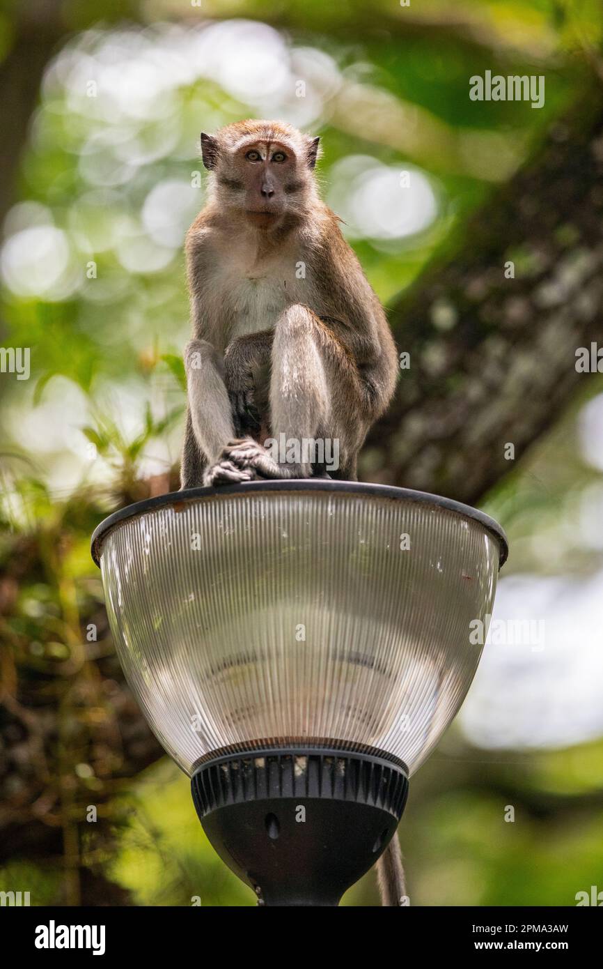 Long tailed macaque sitting on a lamppost in coastal park, Singapore ...